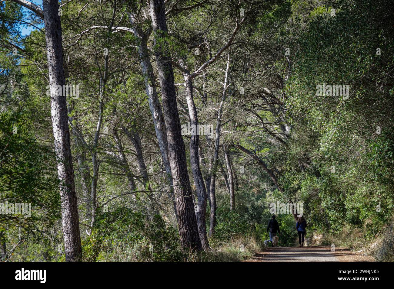 Walking through forest pine trees hi-res stock photography and images ... Walking through forest pine trees hi-res stock photography and images ...