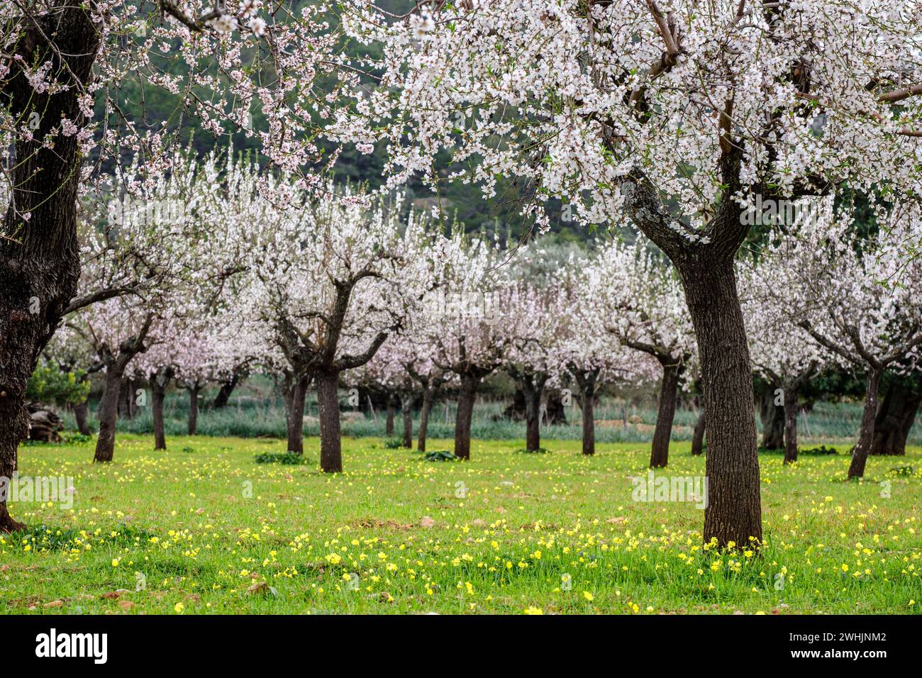 Field of almond blossoms Stock Photo - Alamy