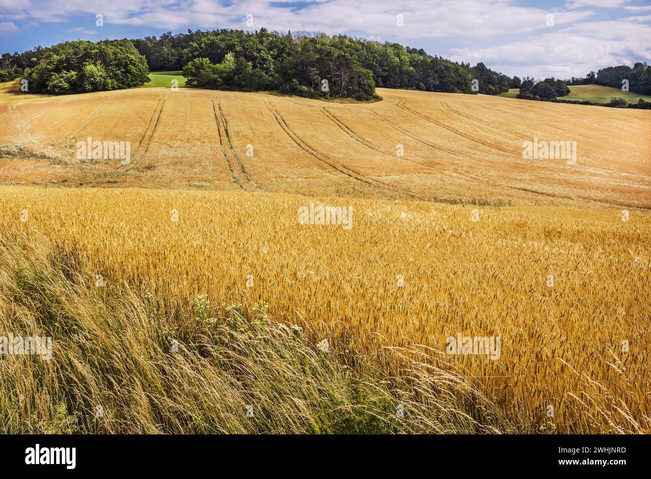 Traces in the grainfield Stock Photo - Alamy