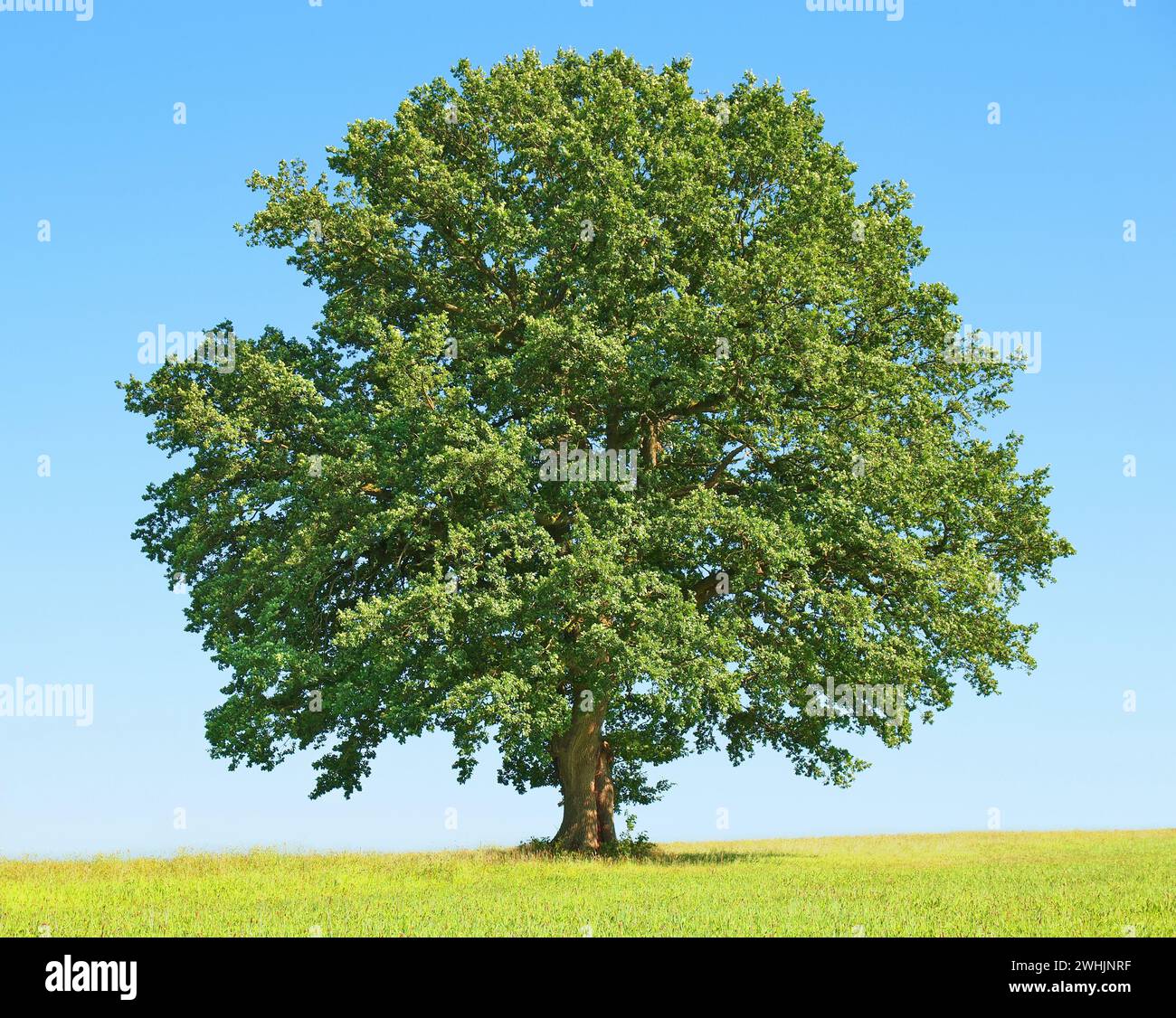 Many leaves hi-res stock photography and images - Alamy