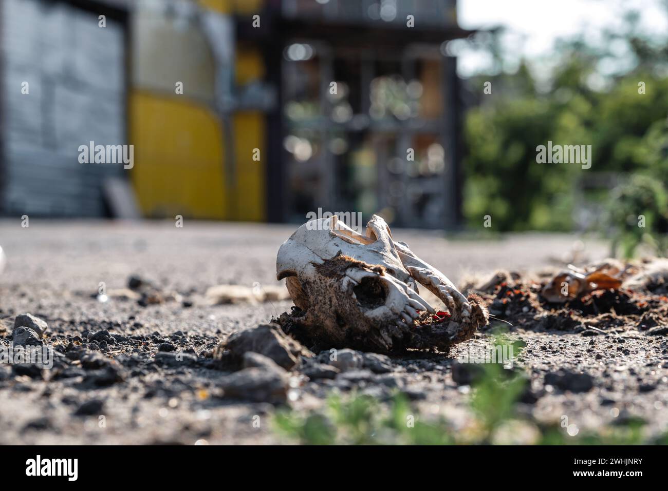 Dog skull on the city street against the background of a blue-yellow ...