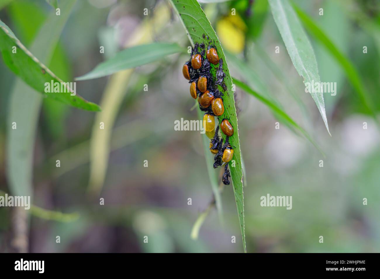 Ladybug pupa hi-res stock photography and images - Alamy