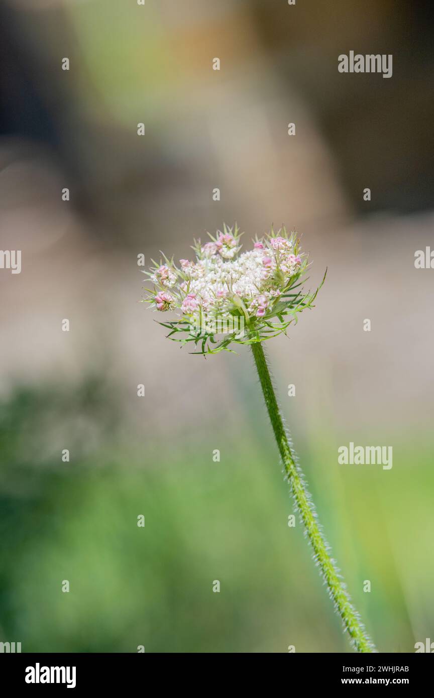 Carrot wild plant hi-res stock photography and images - Alamy