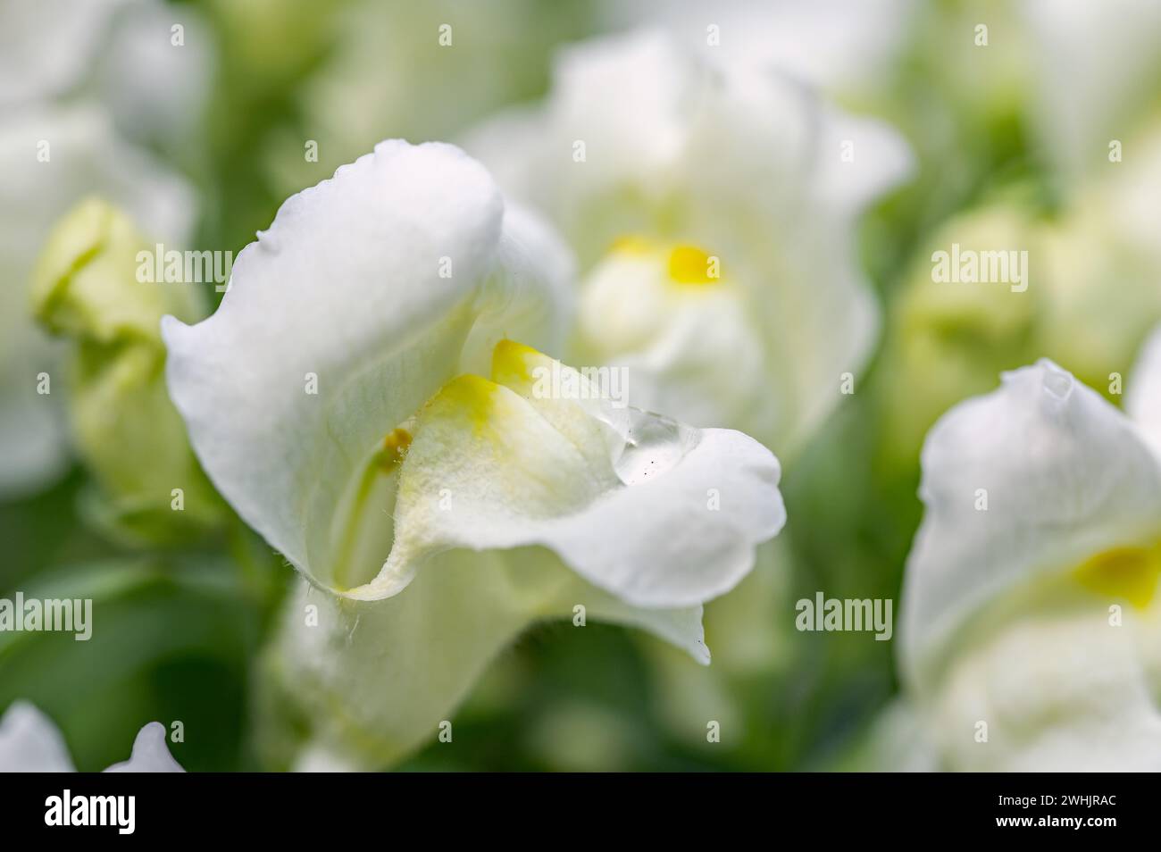 The snapdragon family hi-res stock photography and images - Alamy