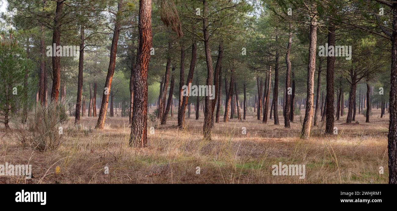 Resin extraction in a Pinus pinaster forest Stock Photo - Alamy
