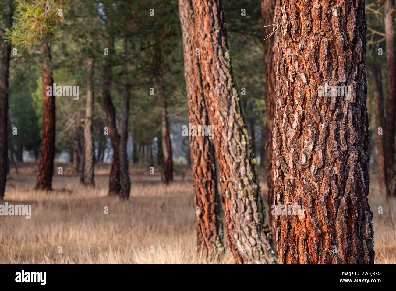 Silvicultural biomass hi-res stock photography and images - Alamy