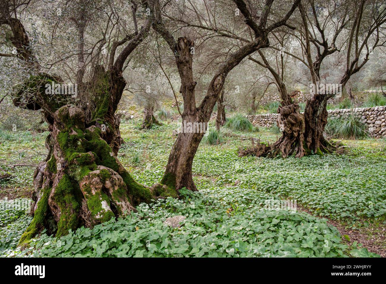 Olive trees on island hi-res stock photography and images - Alamy