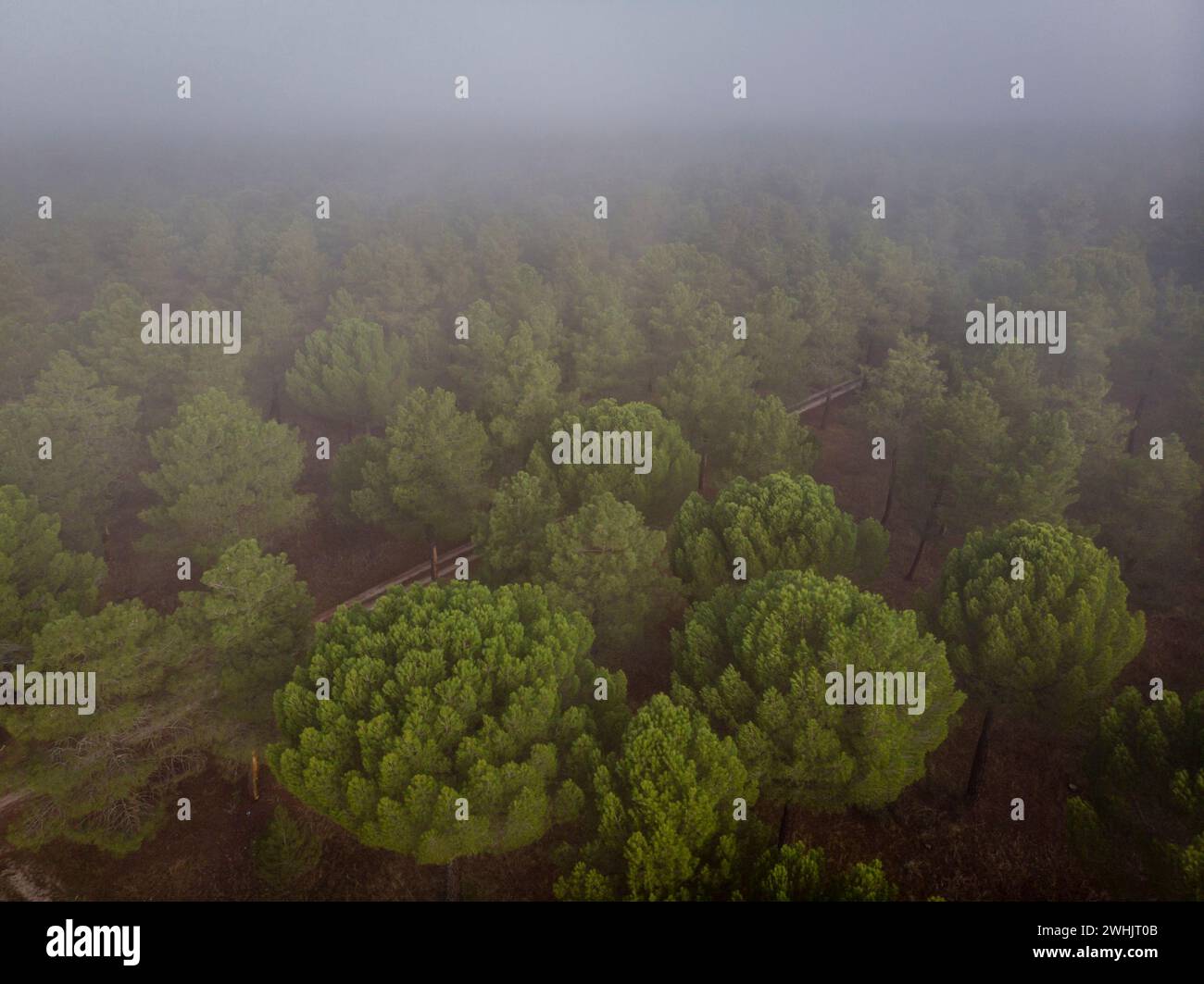 Resin extraction in a Pinus pinaster forest Stock Photo - Alamy