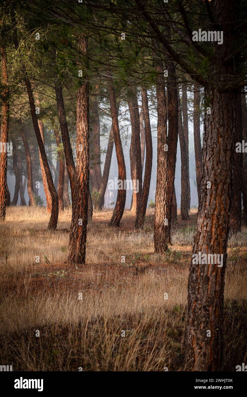 Resin extraction in a Pinus pinaster forest Stock Photo - Alamy