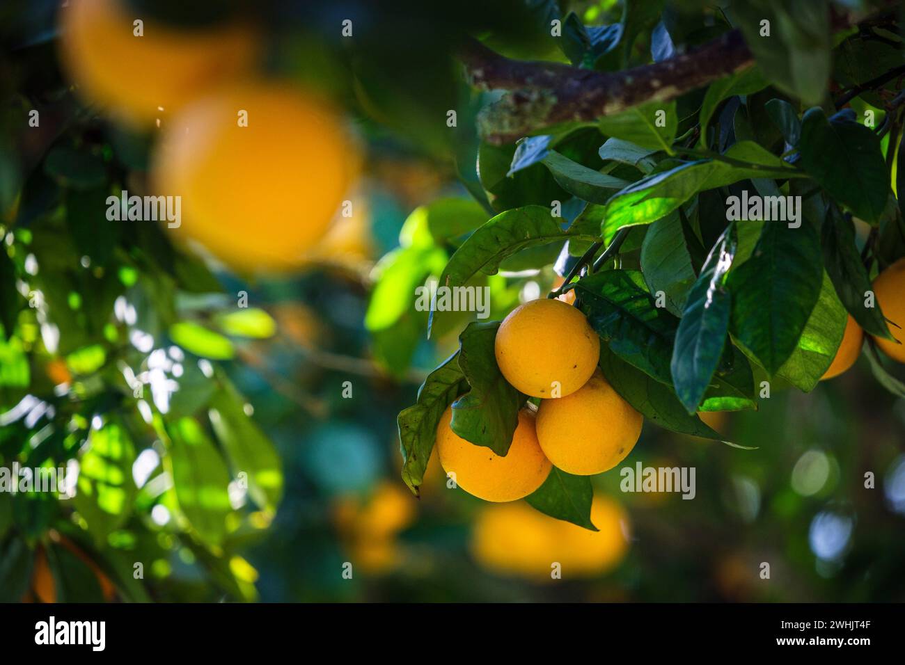 Navel orange tree hi-res stock photography and images - Alamy