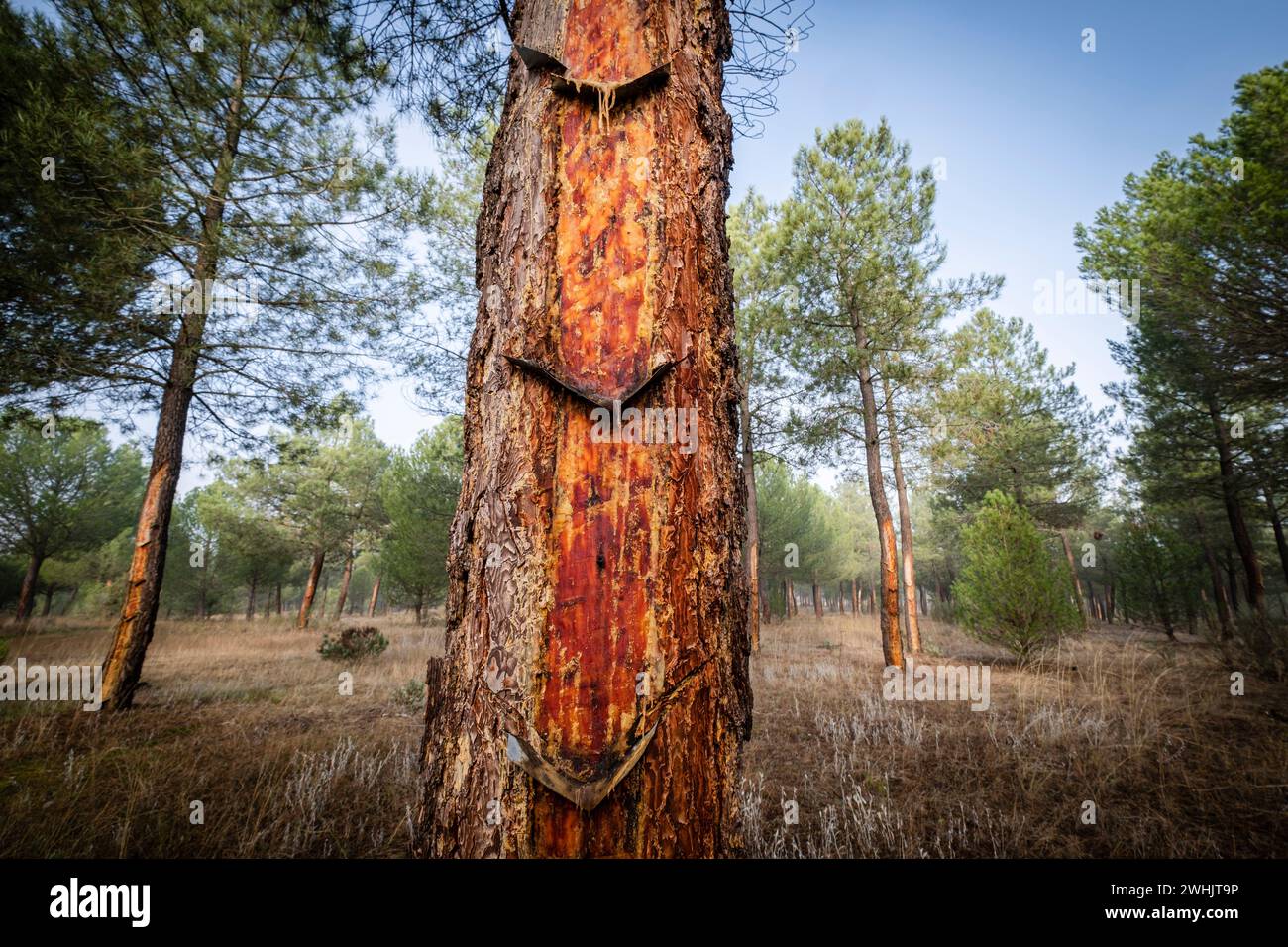 Resin extraction in a Pinus pinaster forest Stock Photo - Alamy