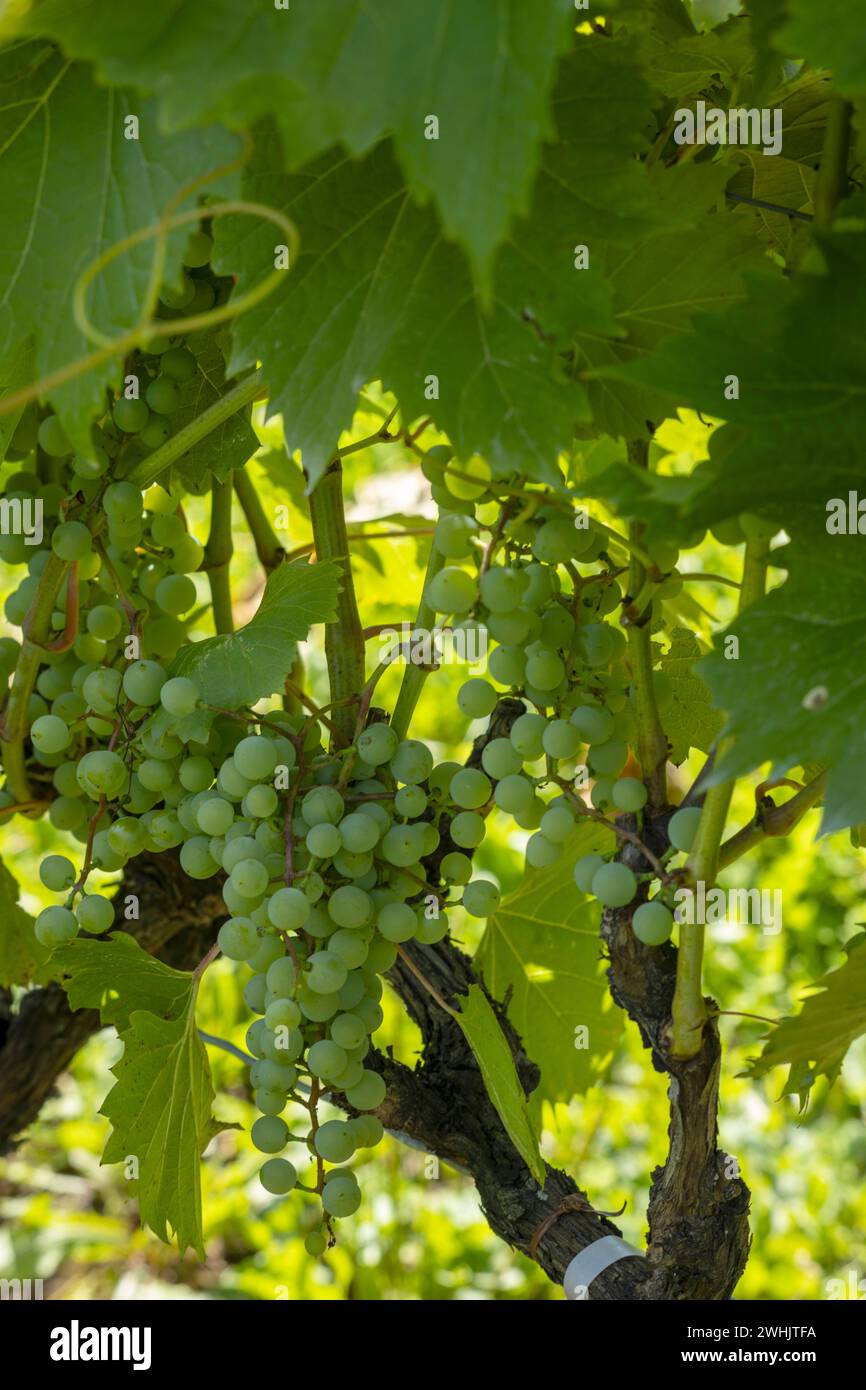 Frontenac blanc hi-res stock photography and images - Alamy