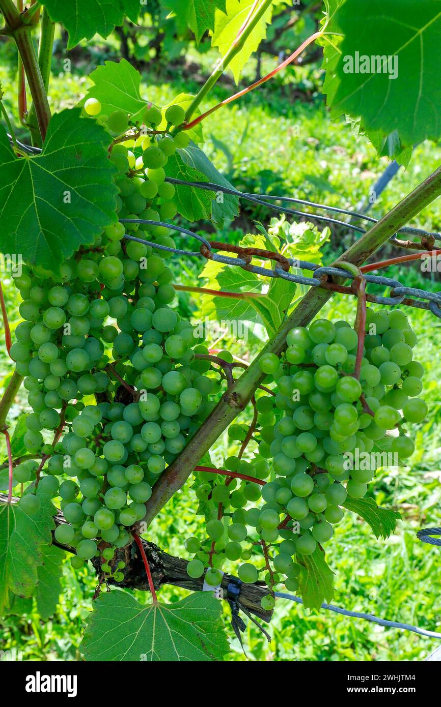 Vineyard with Frontenac grapes growing. Quebec, Canada Stock Photo - Alamy