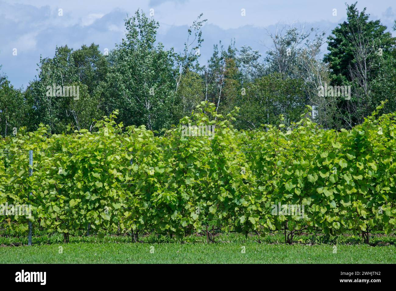 Vineyard with Frontenac grapes growing. Quebec, Canada Stock Photo - Alamy