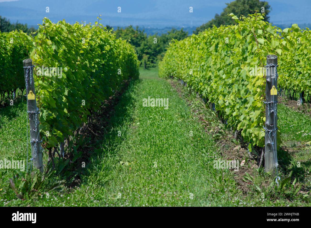 Frontenac blanc hi-res stock photography and images - Alamy