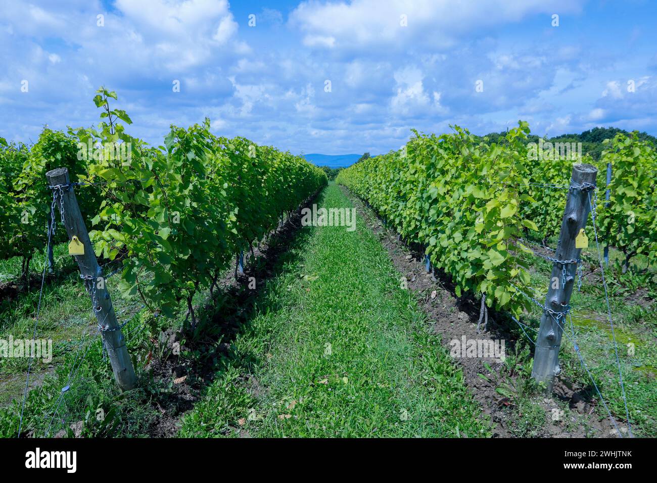 Vineyard with Frontenac grapes growing. Quebec, Canada Stock Photo - Alamy