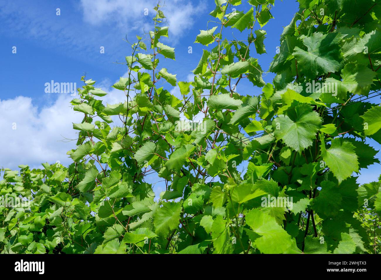 Vineyard with Frontenac grapes growing. Quebec, Canada Stock Photo - Alamy
