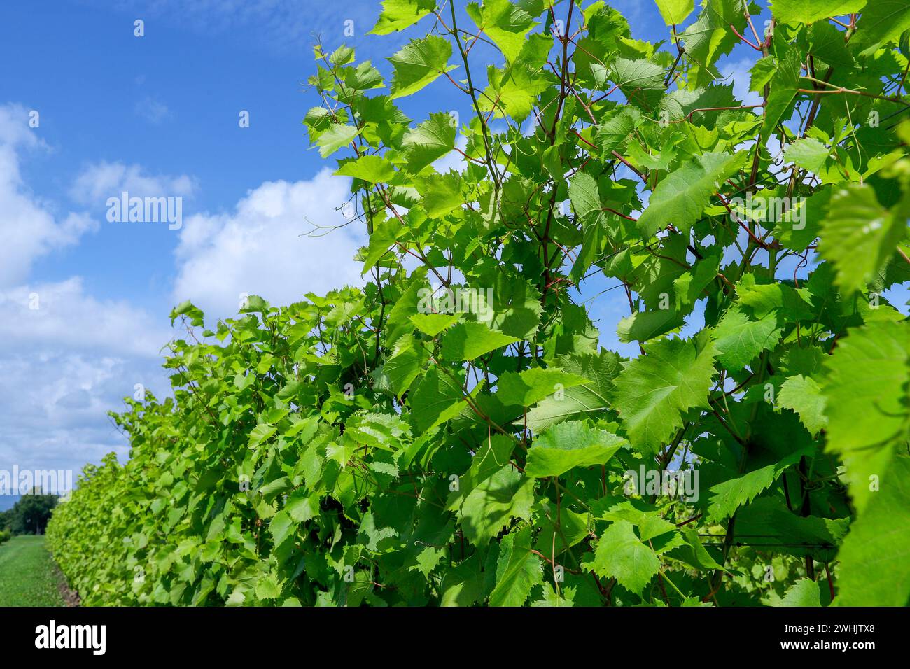 Vineyard with Frontenac grapes growing. Quebec, Canada Stock Photo - Alamy