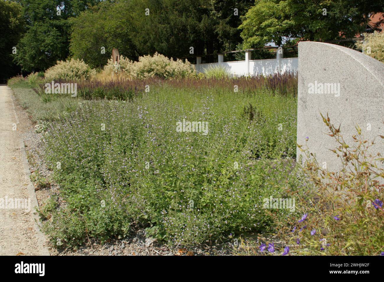 Calamintha nepeta, lesser mountain mint Stock Photo - Alamy