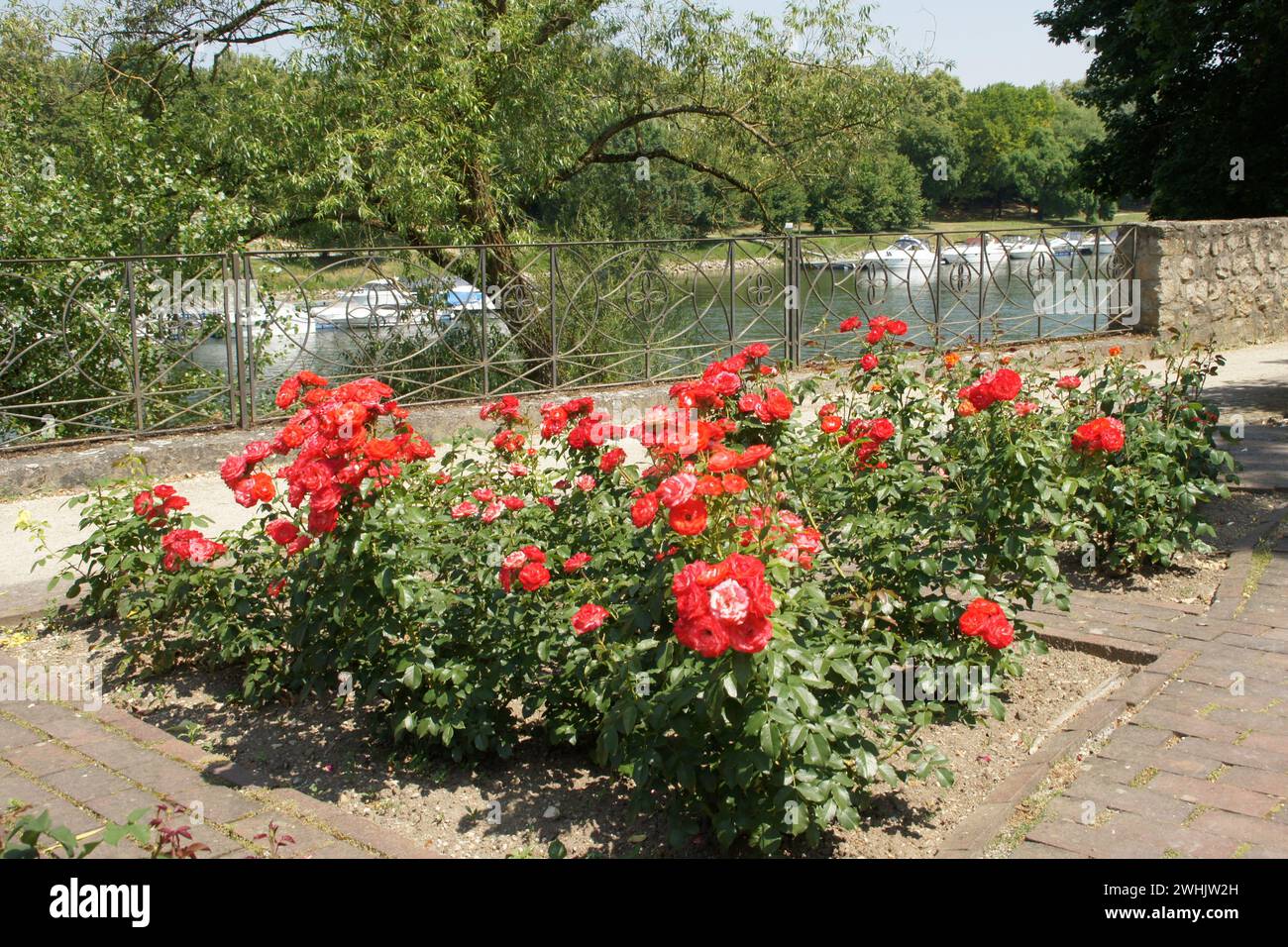 Rosa Planten un Blomen, Hybrid-Rose Stock Photo - Alamy