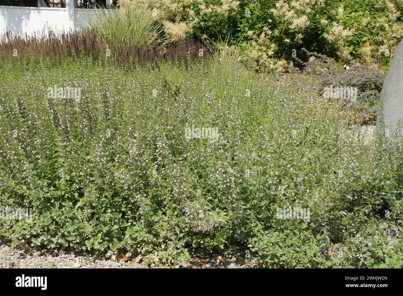 Calamintha nepeta, lesser mountain mint Stock Photo - Alamy