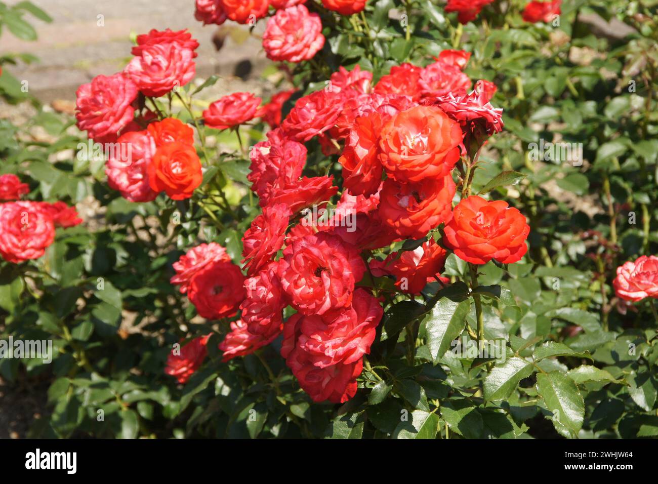 Rosa Planten un Blomen, Hybrid-Rose Stock Photo - Alamy