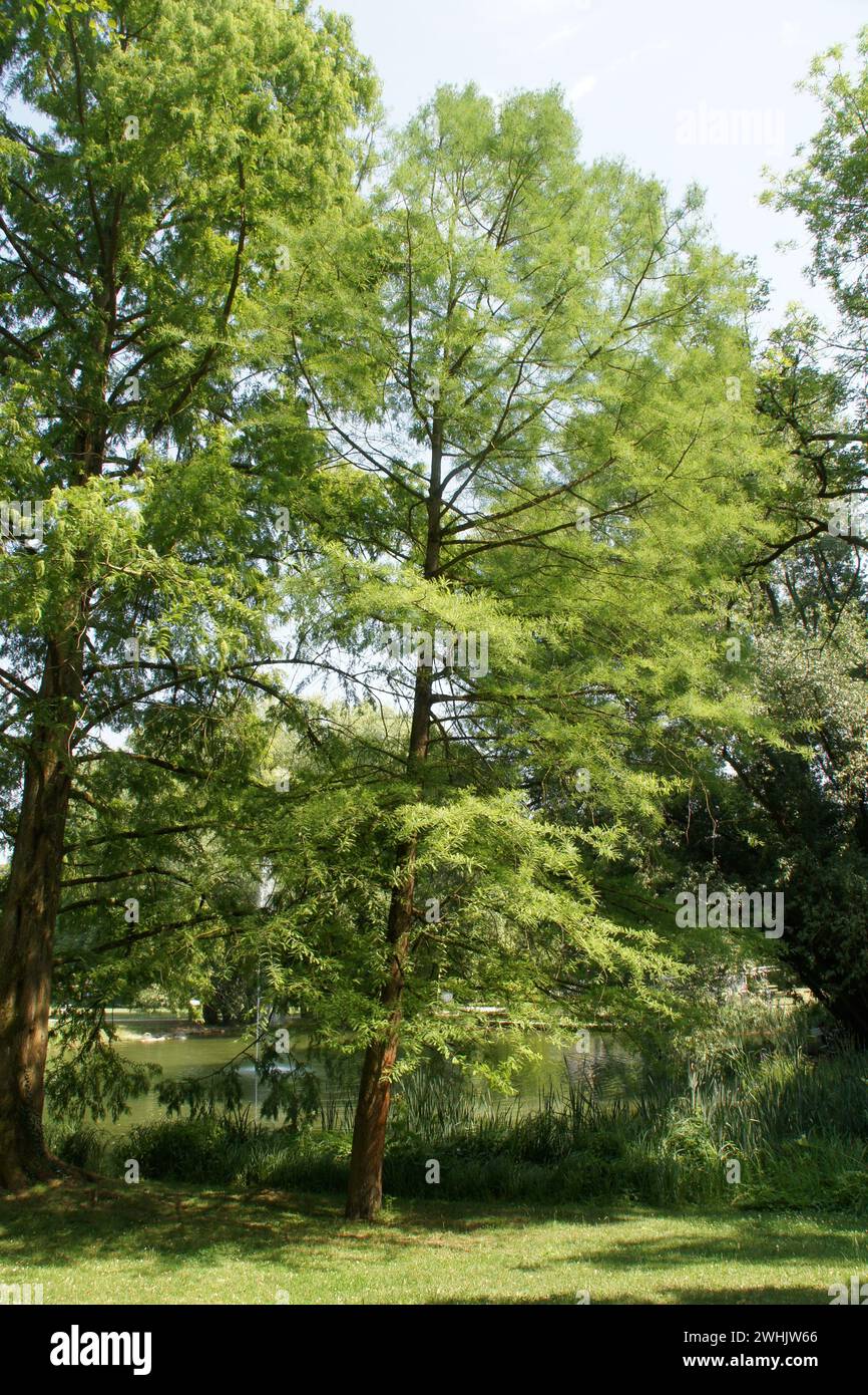 Taxodium distichum, swamp cypress Stock Photo - Alamy