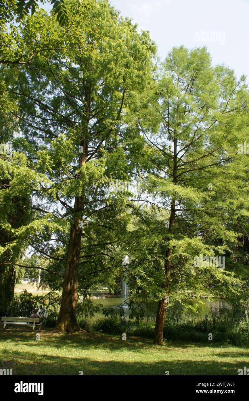 Metasequoia glyptostroboides, Chinese redwood and Taxodium distichum ...