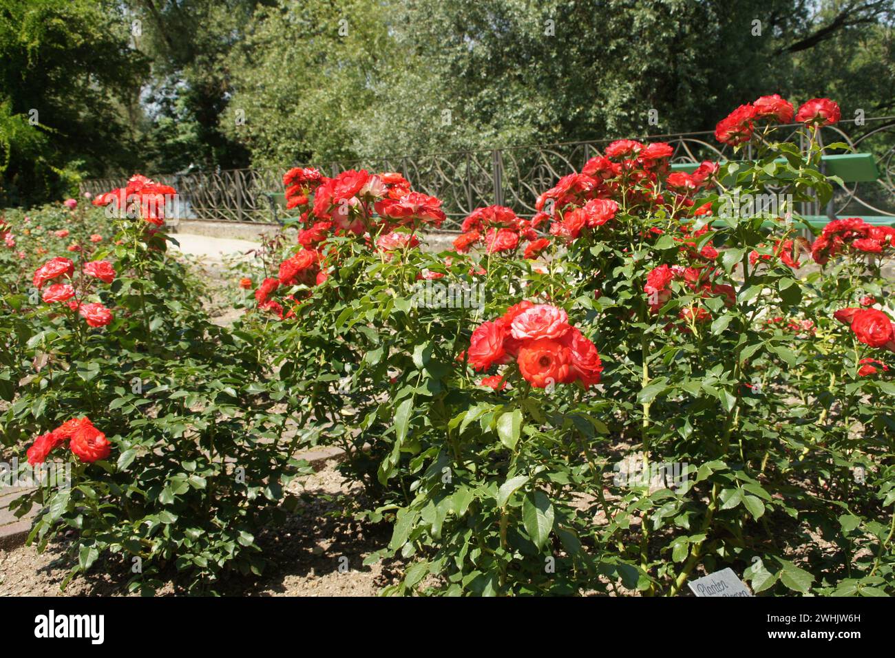 Rosa Planten un Blomen, Hybrid-Rose Stock Photo - Alamy