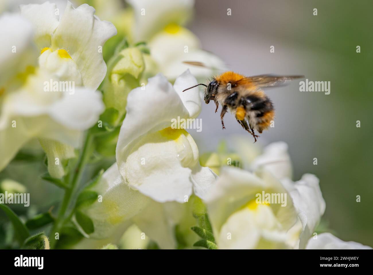 Dark yellow bands hi-res stock photography and images - Alamy