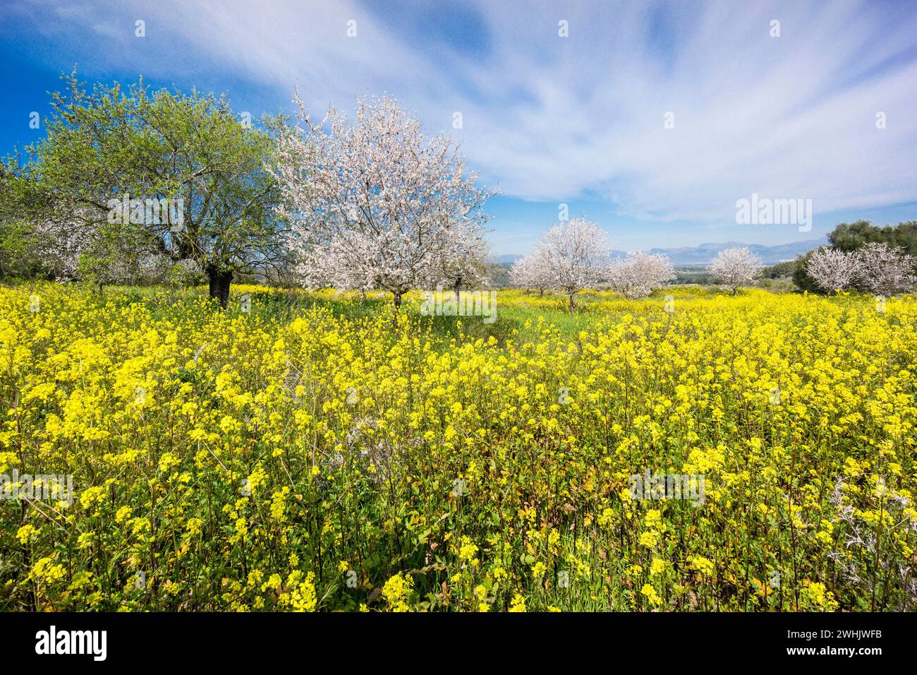 Flor de canola hi-res stock photography and images - Alamy