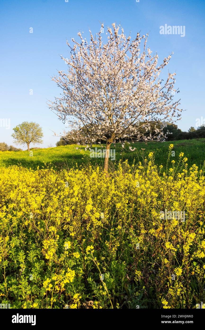 Almendros en flor en un campo de colza Stock Photo - Alamy