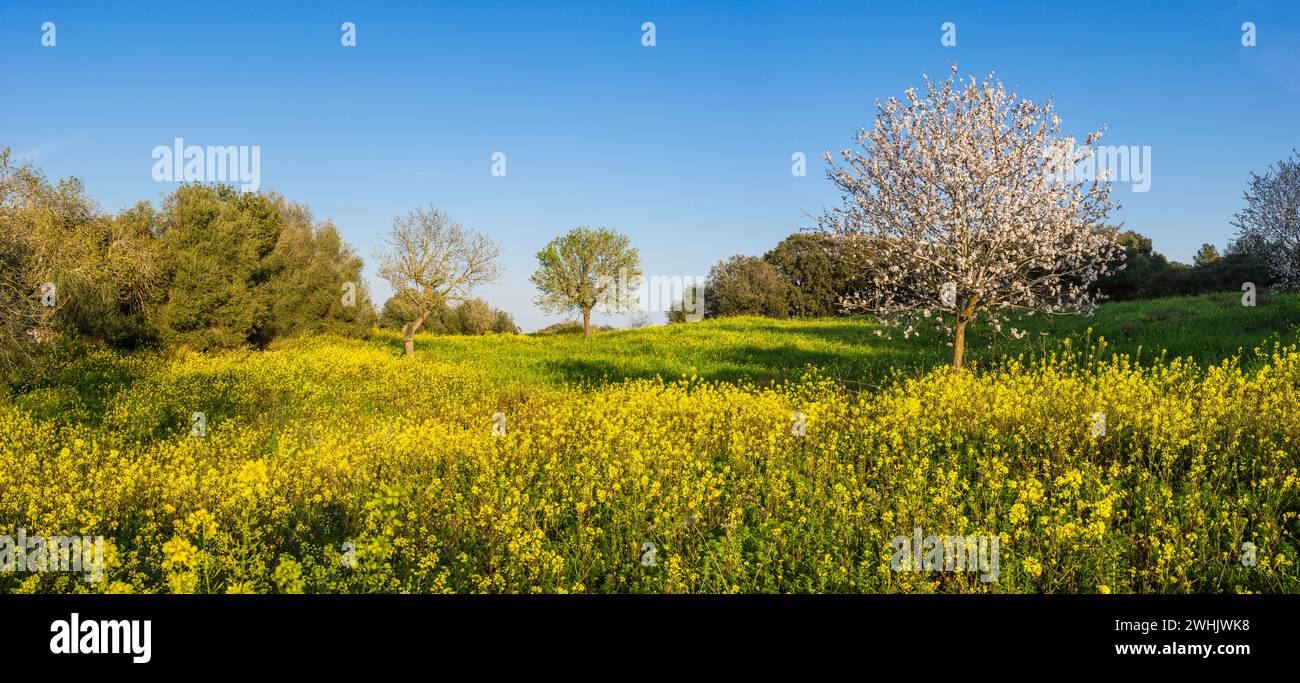 Flor de canola hi-res stock photography and images - Alamy
