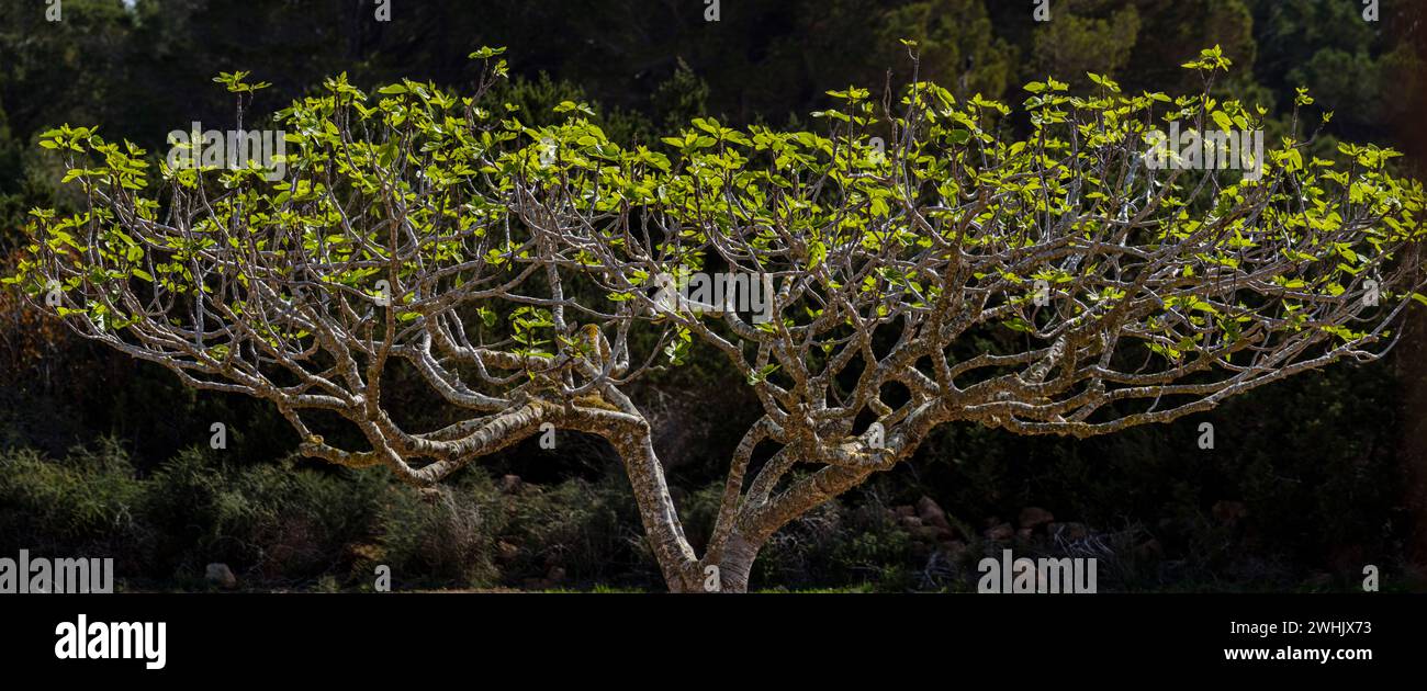 Fig tree in formentera hi-res stock photography and images - Alamy