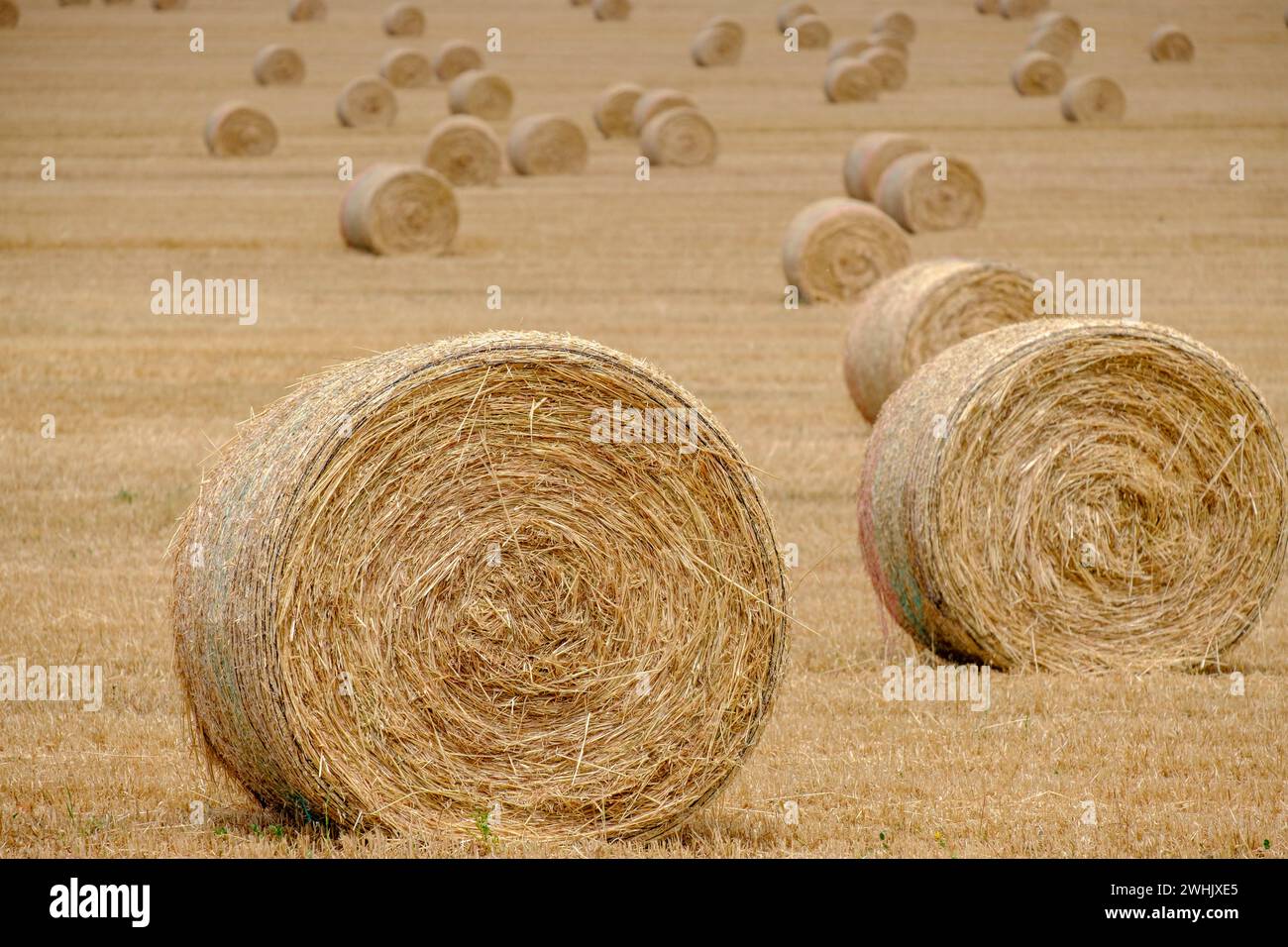 Many round straw bales Stock Photo - Alamy