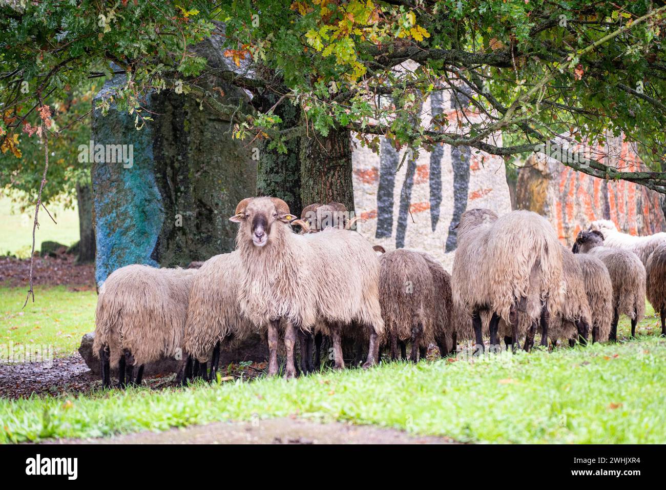 Attractive sheep hi-res stock photography and images - Alamy