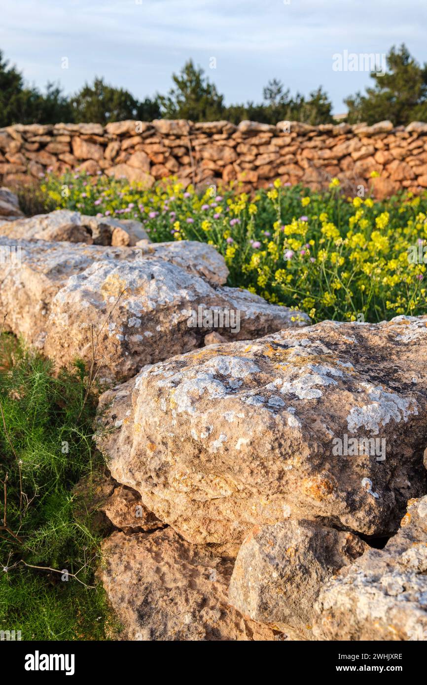 Traditional stone walls for agricultural land Stock Photo - Alamy