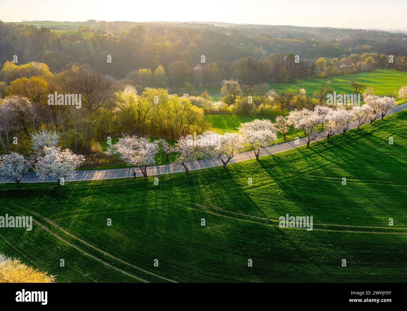 An aerial view of cherry tree alley near St. Anne's Mountain, Poland ...
