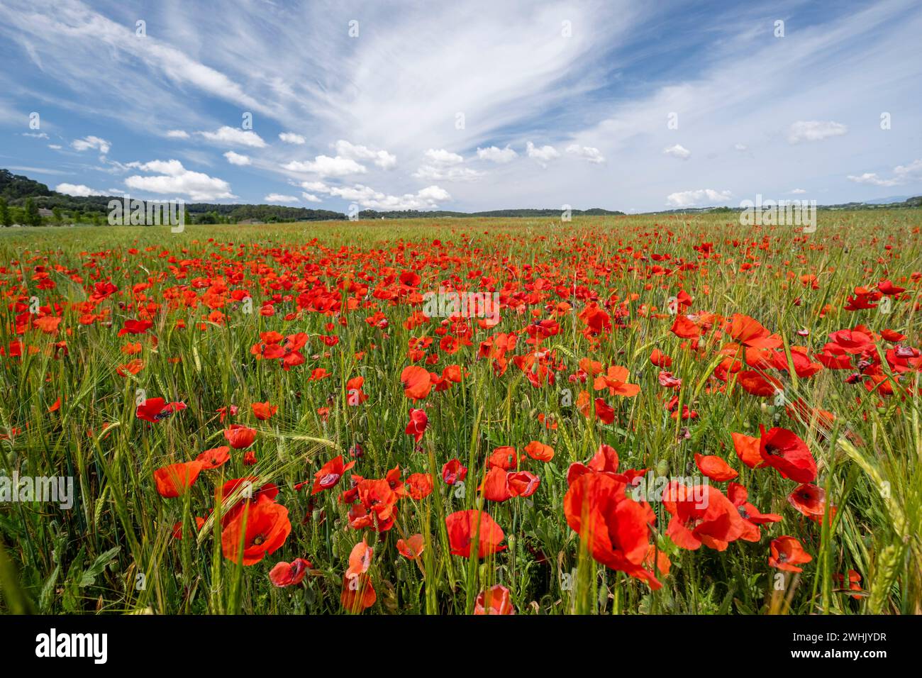 Papaver plant genus hi-res stock photography and images - Alamy