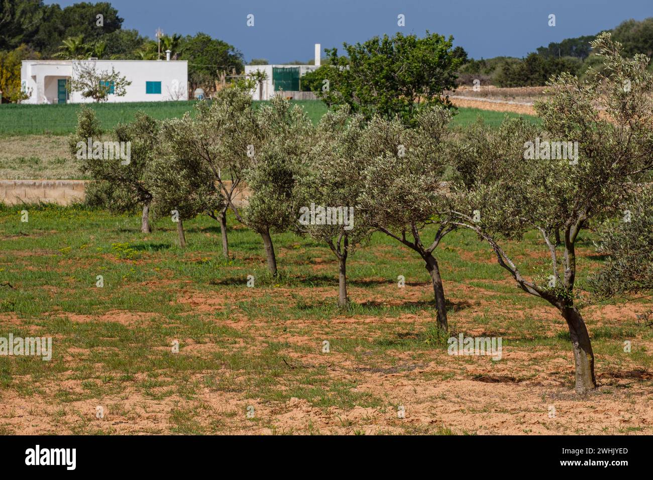 Olive field hi-res stock photography and images - Alamy
