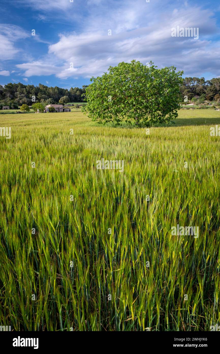Cereal production hi-res stock photography and images - Alamy