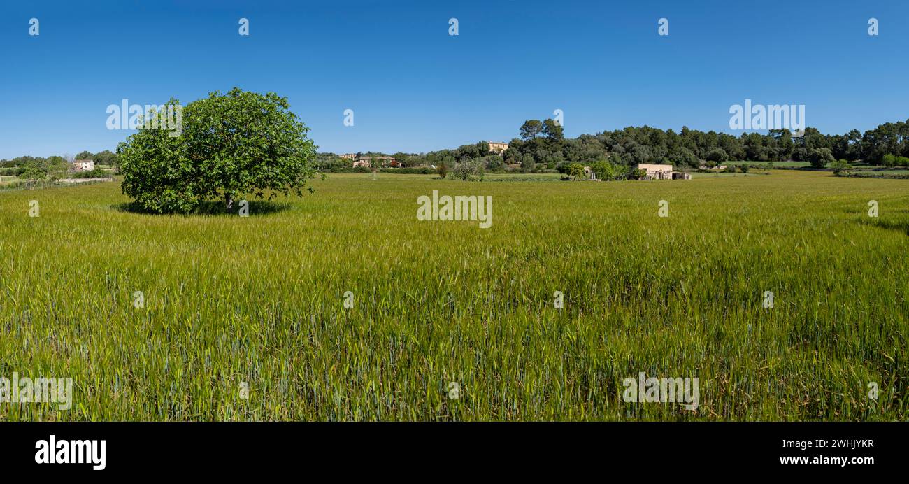 Open field crop production hi-res stock photography and images - Alamy