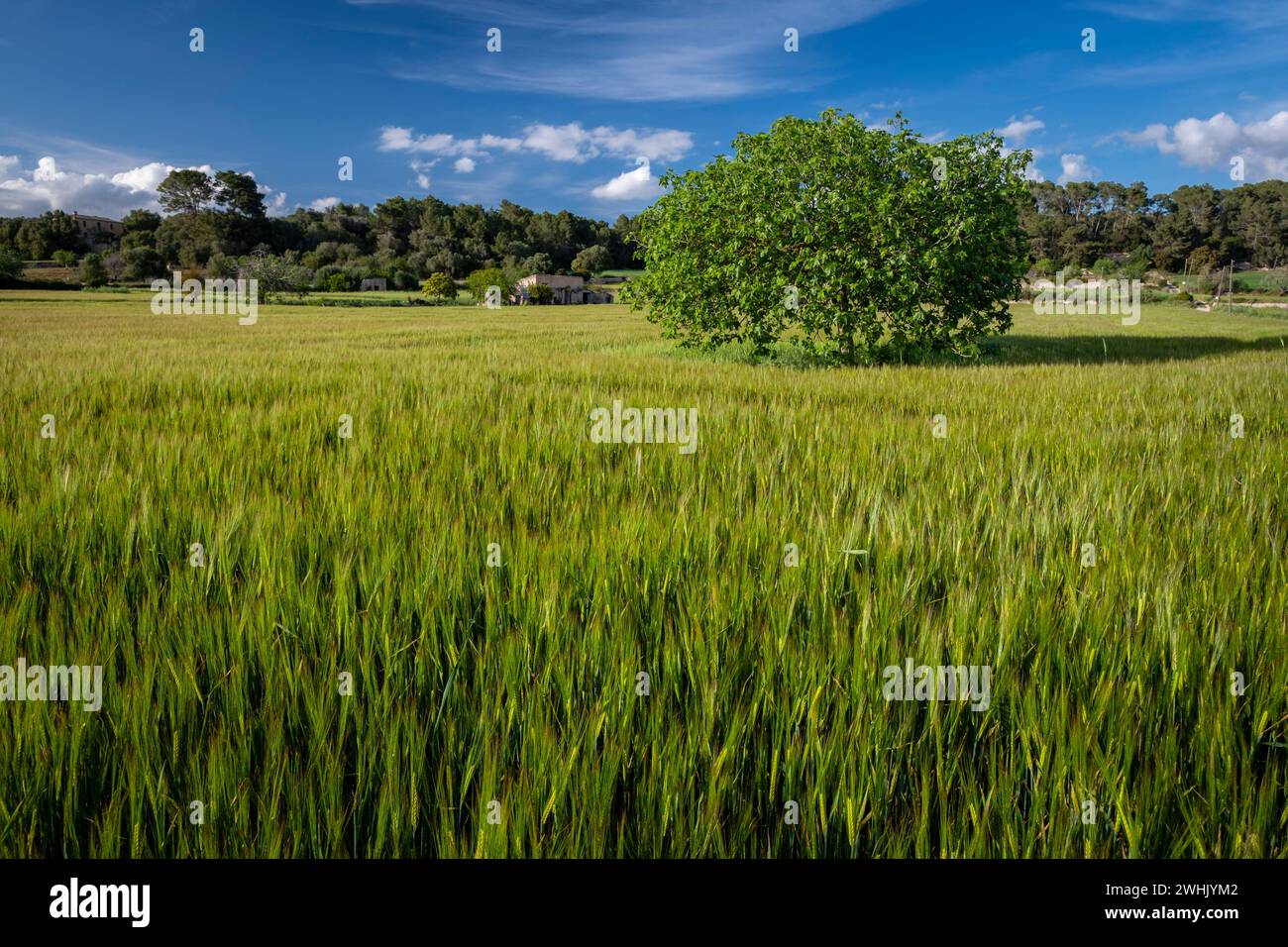 Fig tree in a cereal field Stock Photo - Alamy