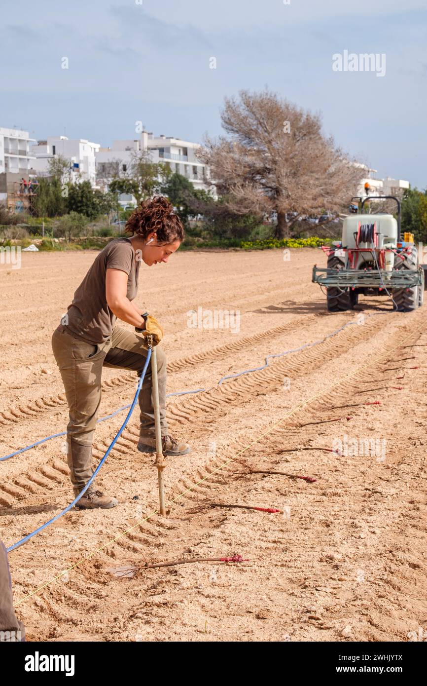 Planting vine vines Stock Photo - Alamy