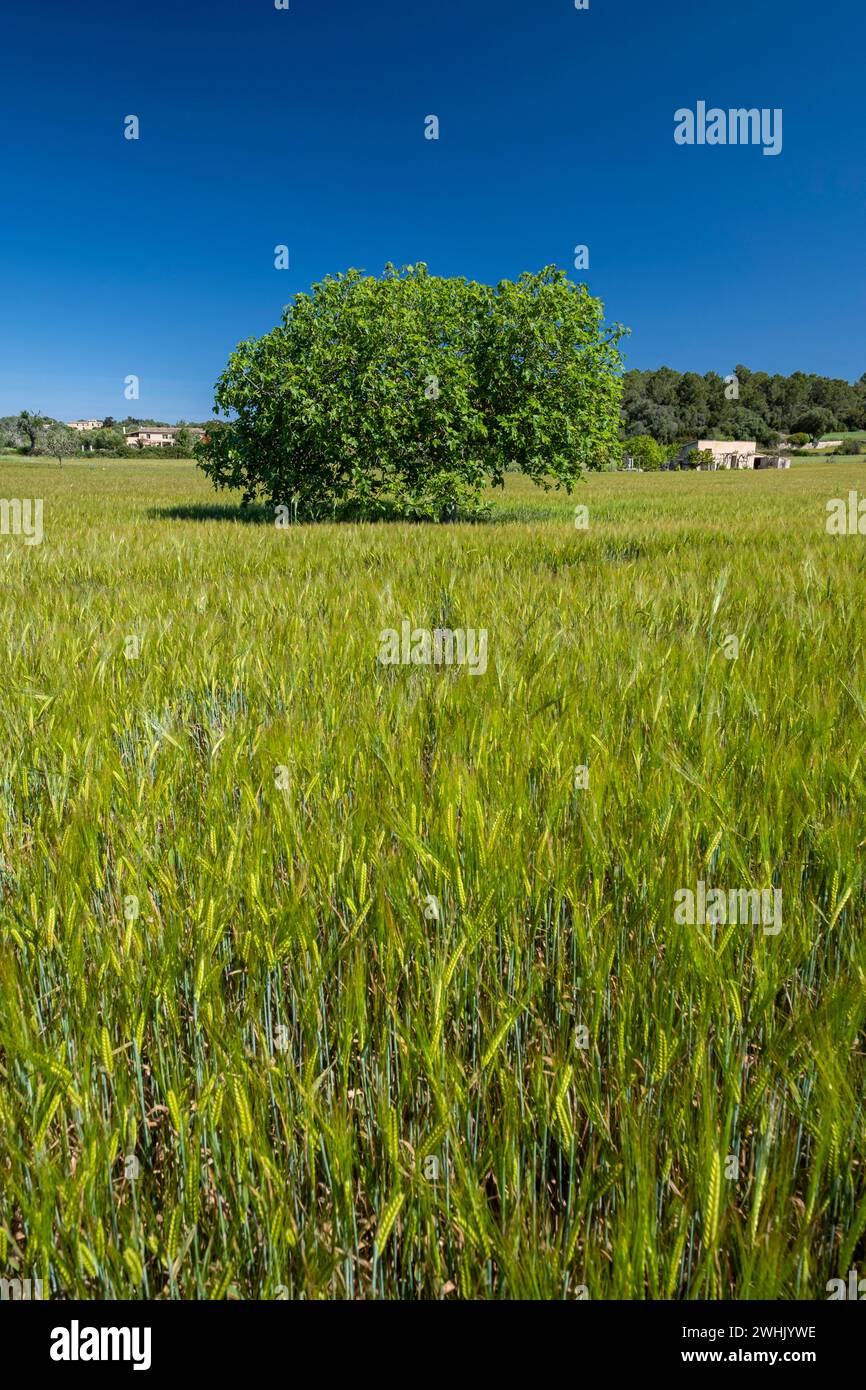 Open field crop production hi-res stock photography and images - Alamy