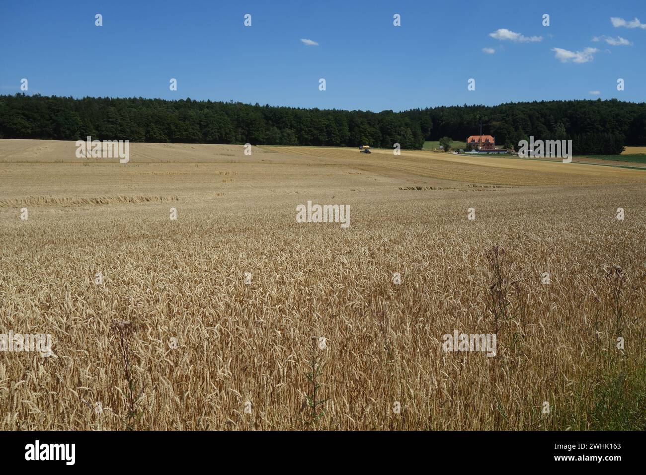 Triticum vulgare hi-res stock photography and images - Alamy
