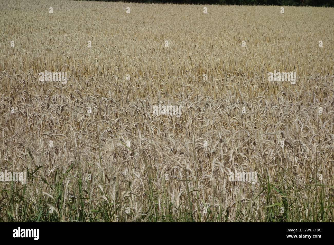 Triticum vulgare hi-res stock photography and images - Alamy