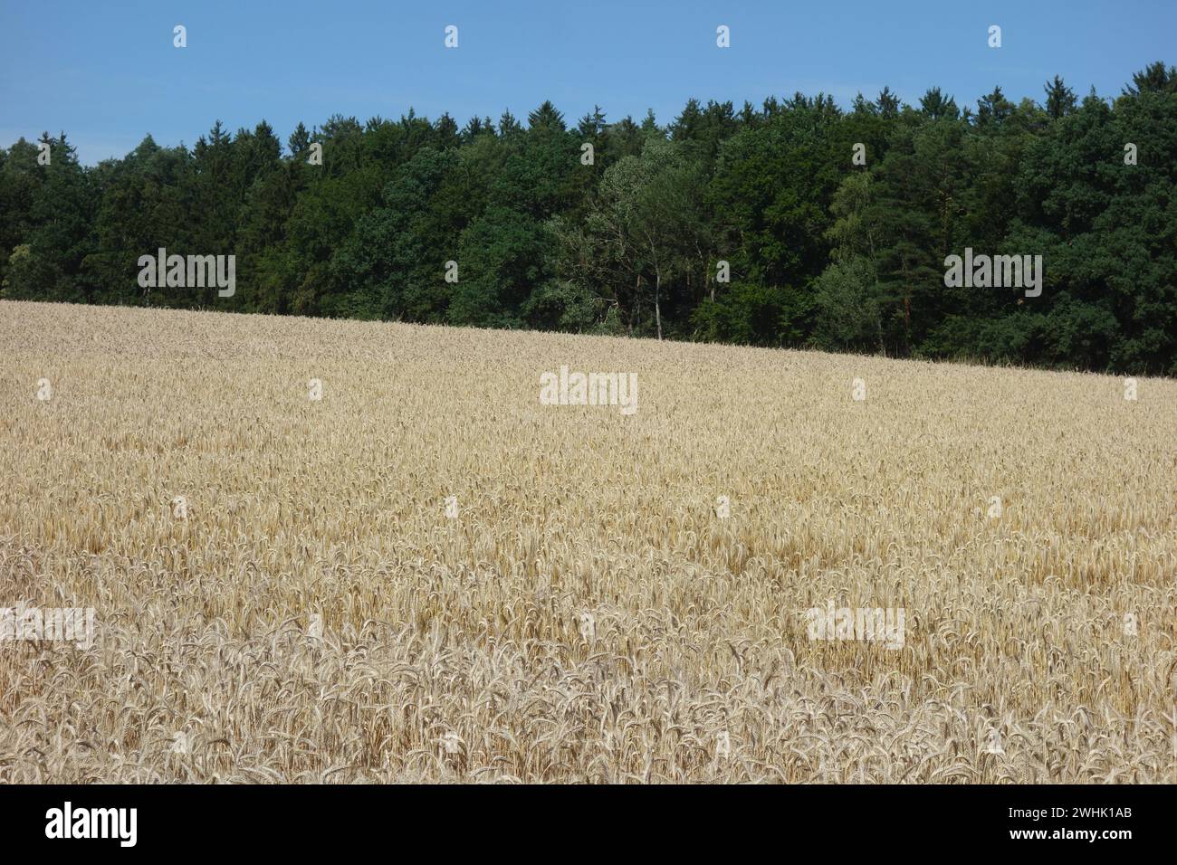 Triticum vulgare hi-res stock photography and images - Alamy
