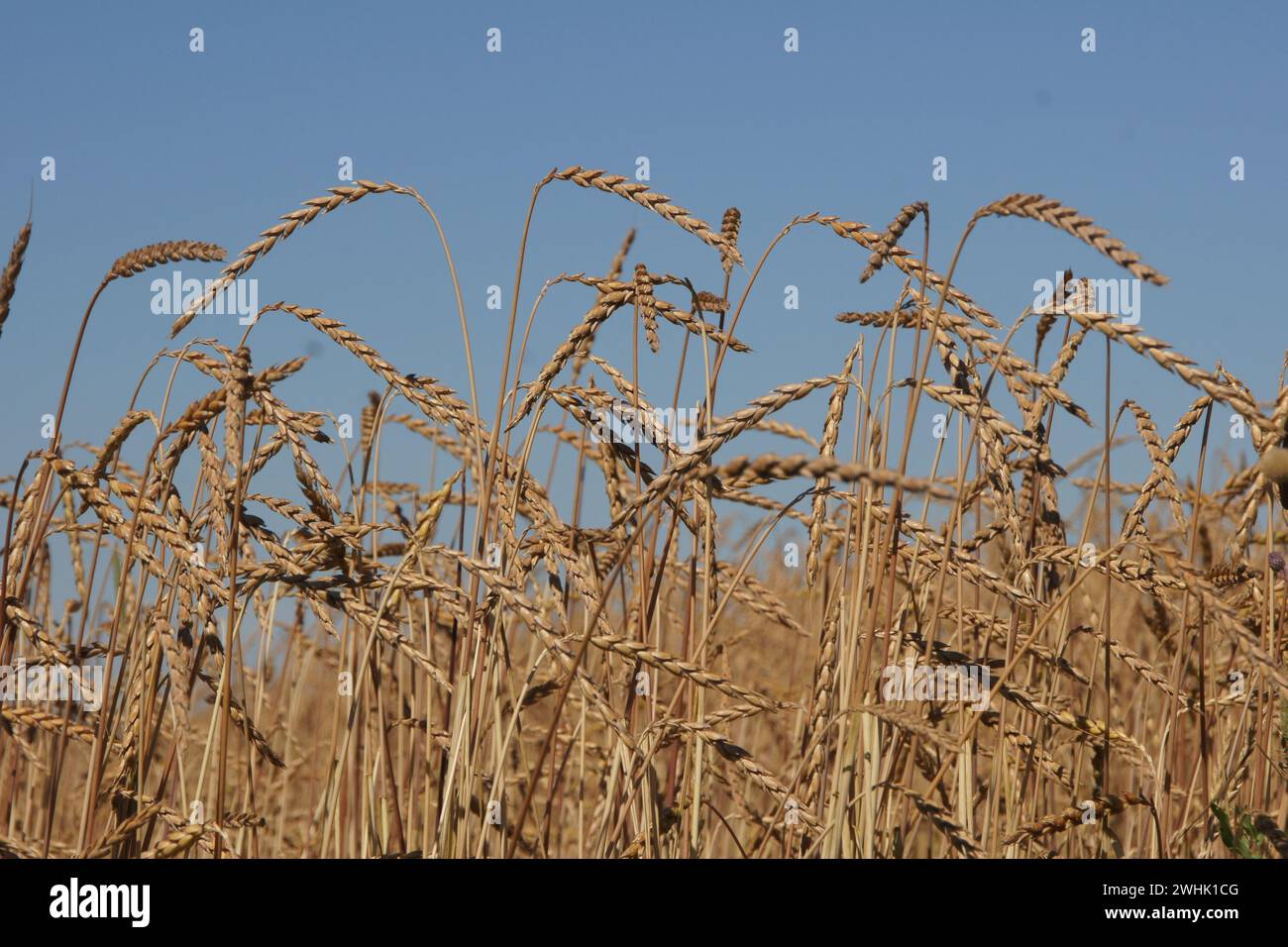 Spelta hi-res stock photography and images - Alamy