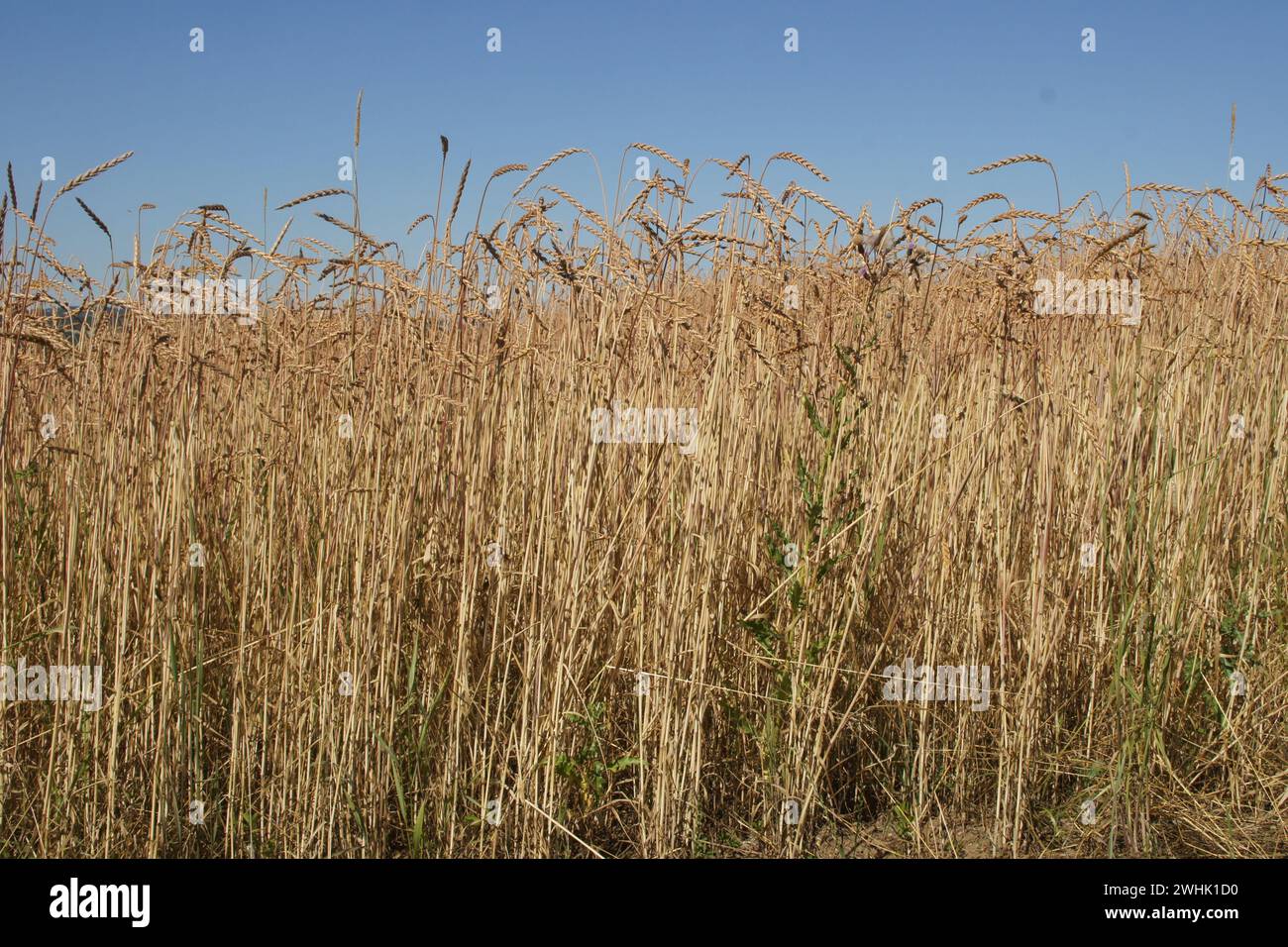 Spelta hi-res stock photography and images - Alamy